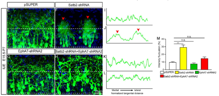丁玉强课题组揭示神经元空间配布和树突自我回避的分子机制